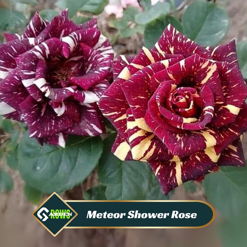 Meteor Shower Rose Seeds- Perennial - Cross-pollinating - Cold ...