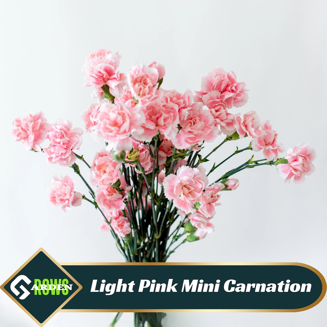 Light Pink Carnation Seeds – Heirloom, Organic Dianthus - Etsy