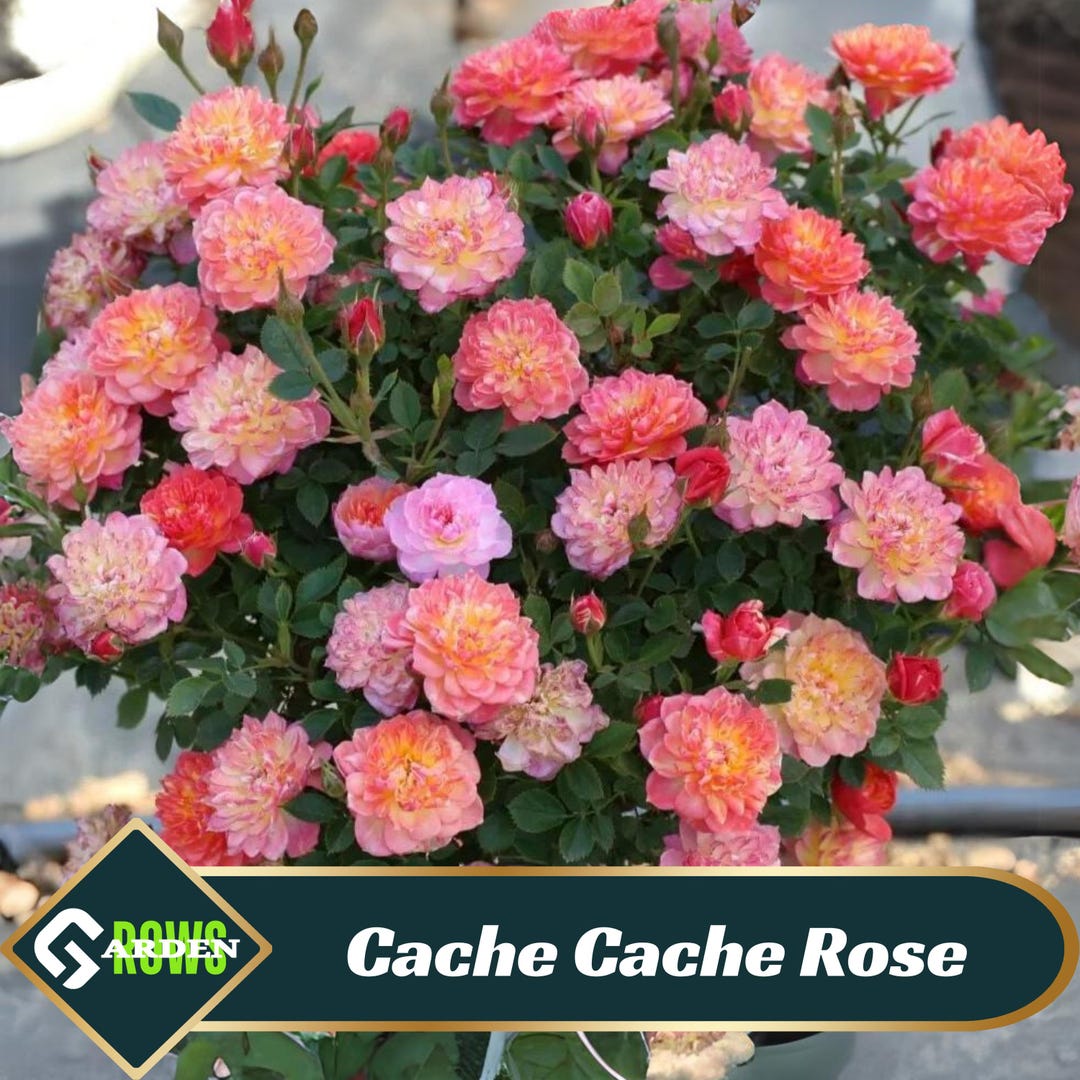 Cache Cache Rose Seeds- Perennial - Cross-pollinating - Cold Resistant ...