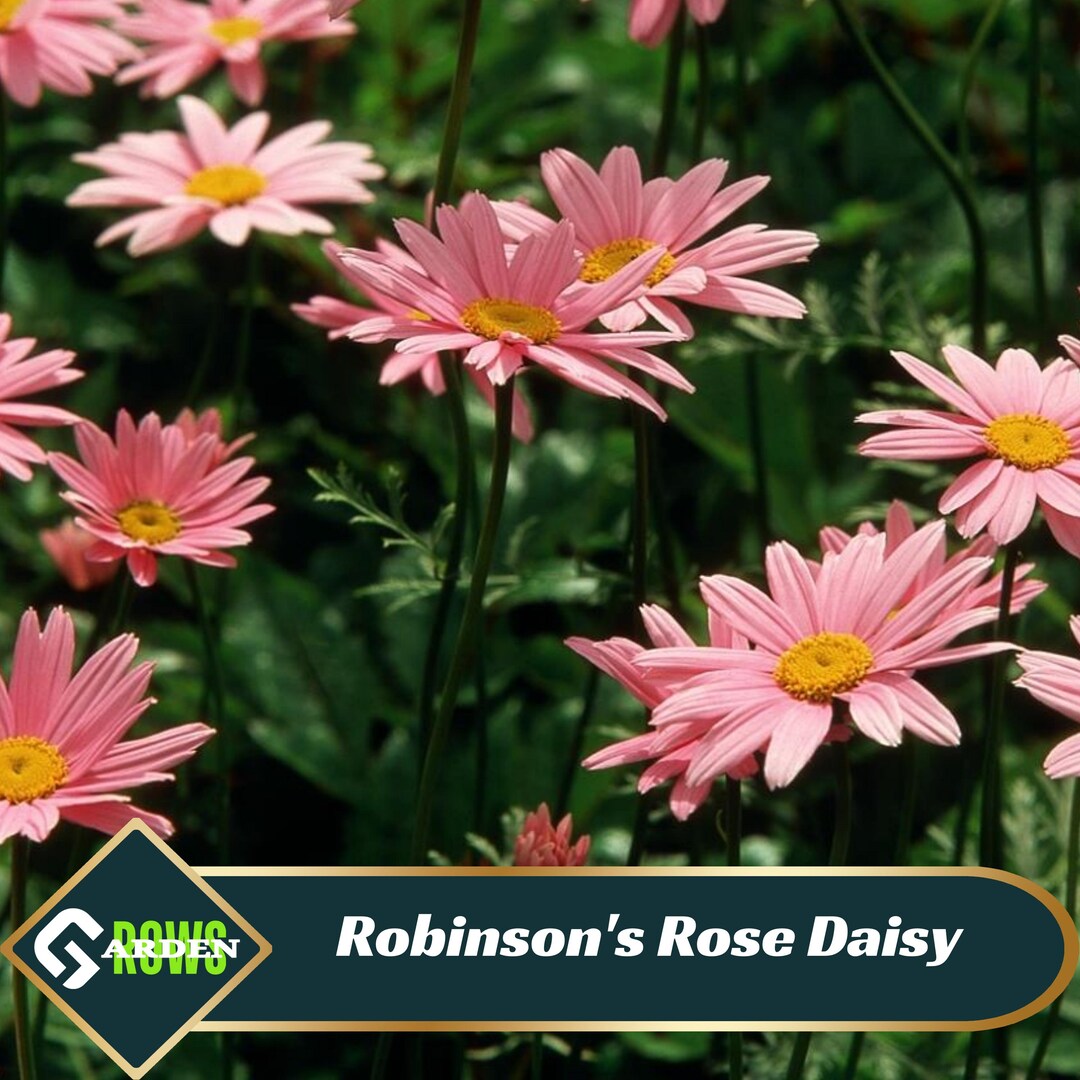 Robinson's Rose Daisy Seeds - Cold Resistant - Open-pollinating - Air ...