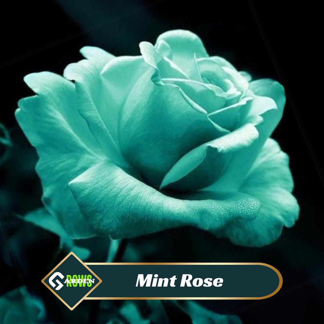 Mint Rose Seeds - Exotic Perennial Flower - Etsy
