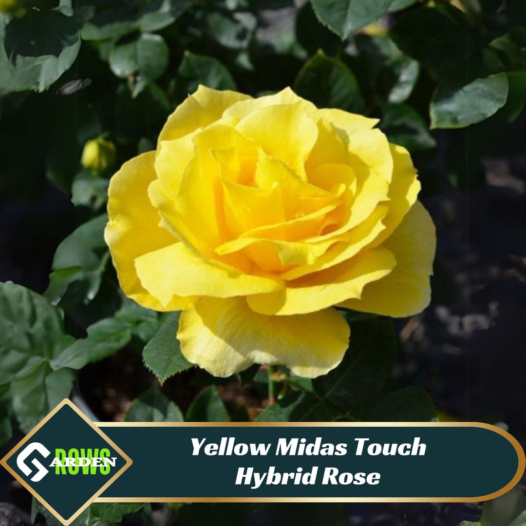 Yellow Midas Touch Hybrid Rose Seeds- Perennial - Cross-pollinating ...