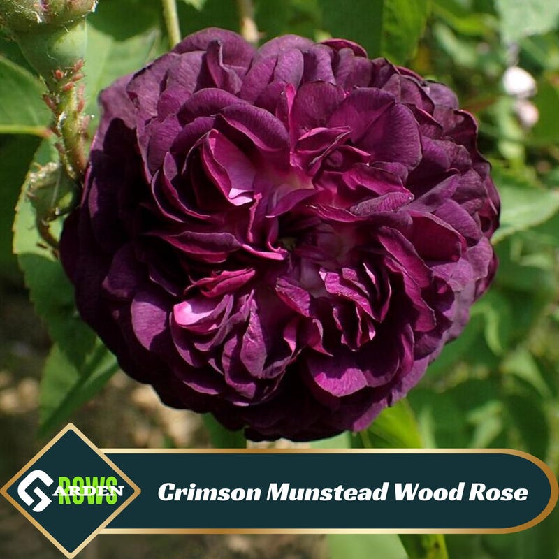 Munstead Wood Rose Plant - Etsy