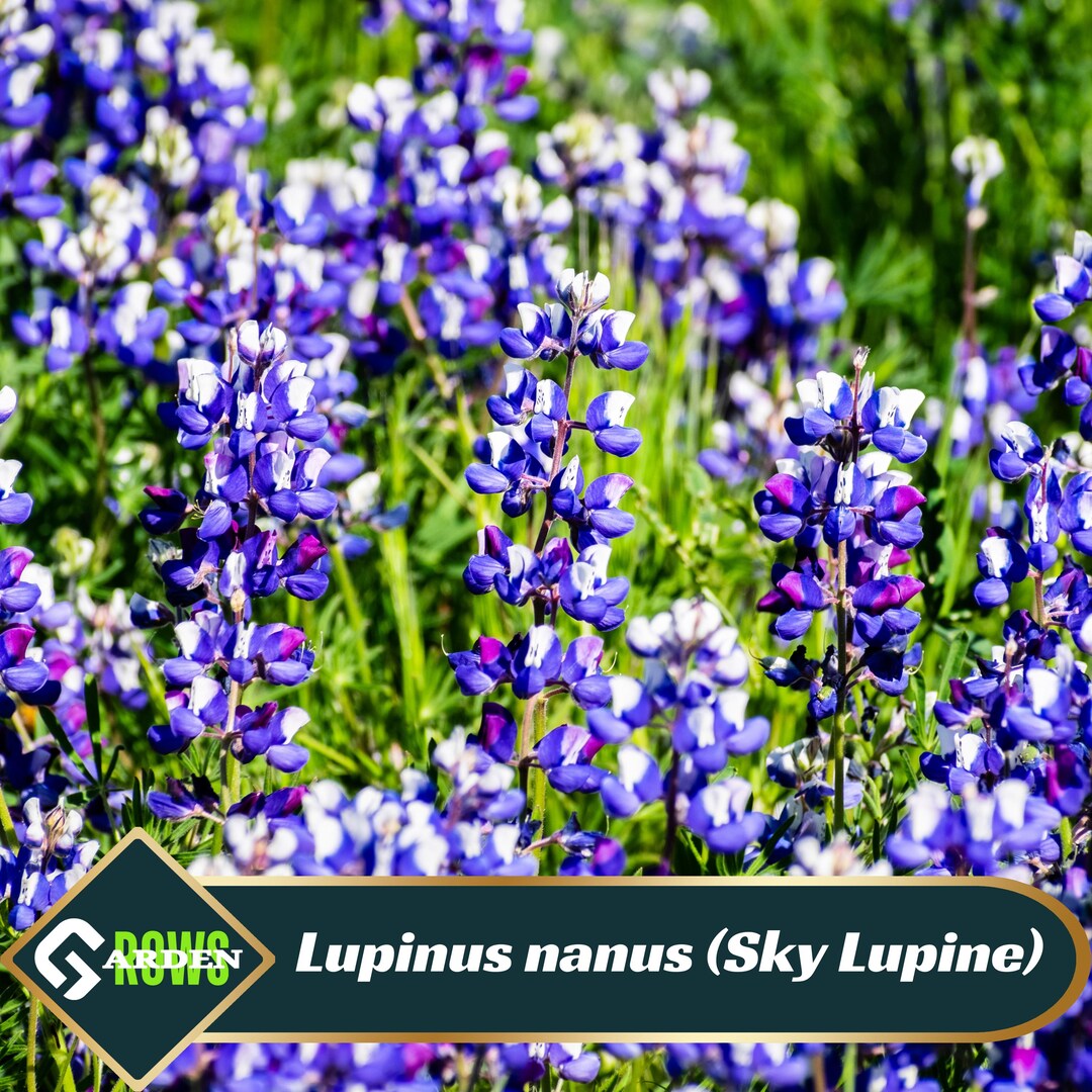 Lupinus Nanus (sky Lupine) Seeds - Fast Growing - Drought Tolerant ...
