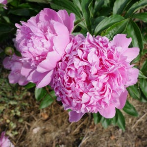 Edulis Superba Peony Seeds - Showy Blooms, Fragrant, Long-lived ...