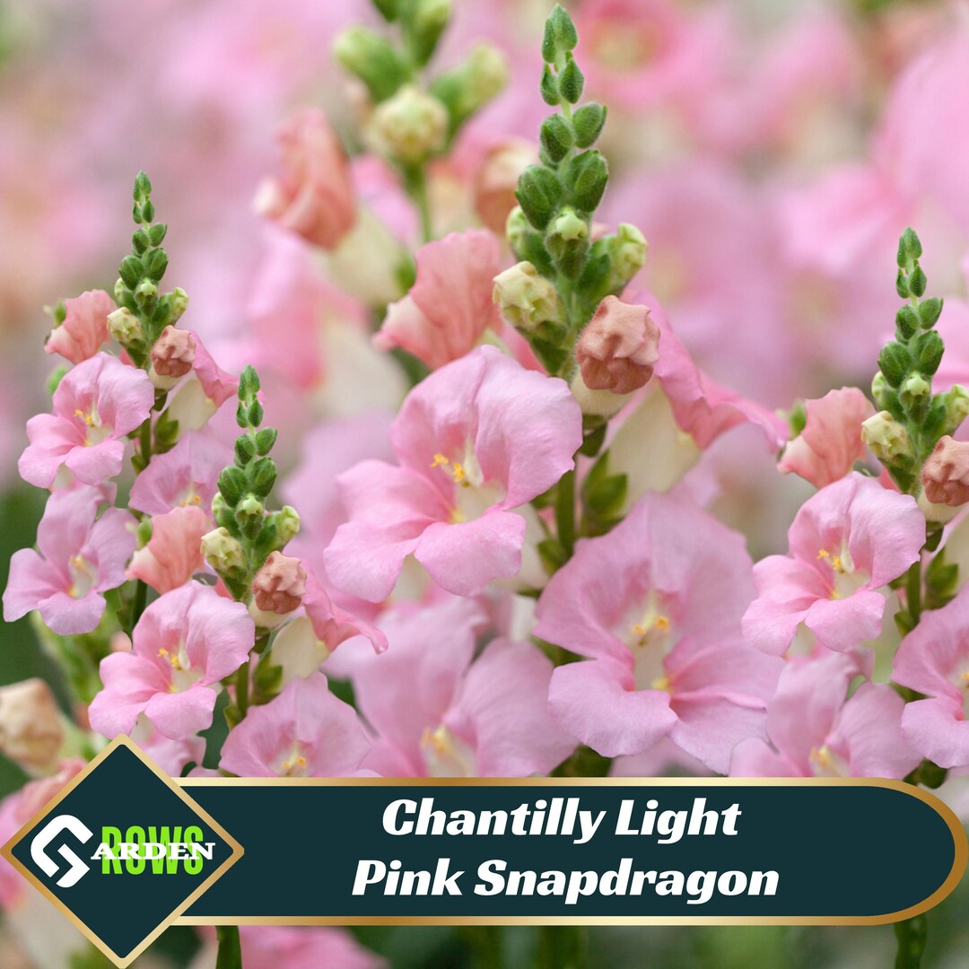 Chantilly Light Pink Snapdragon Seeds - Cold Resistant -attracts ...