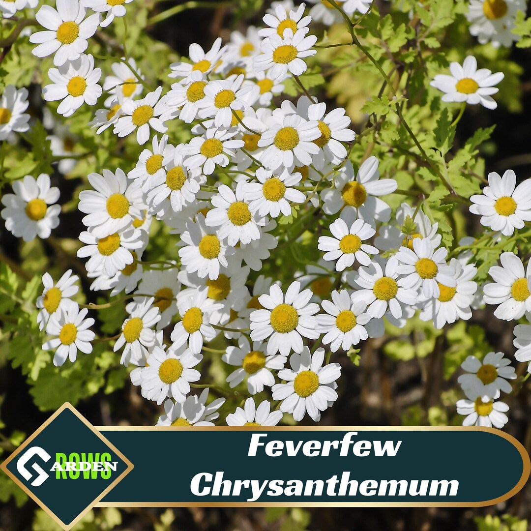 Feverfew Chrysanthemum Seeds - Showy Blooms - Attracts Pollinators ...