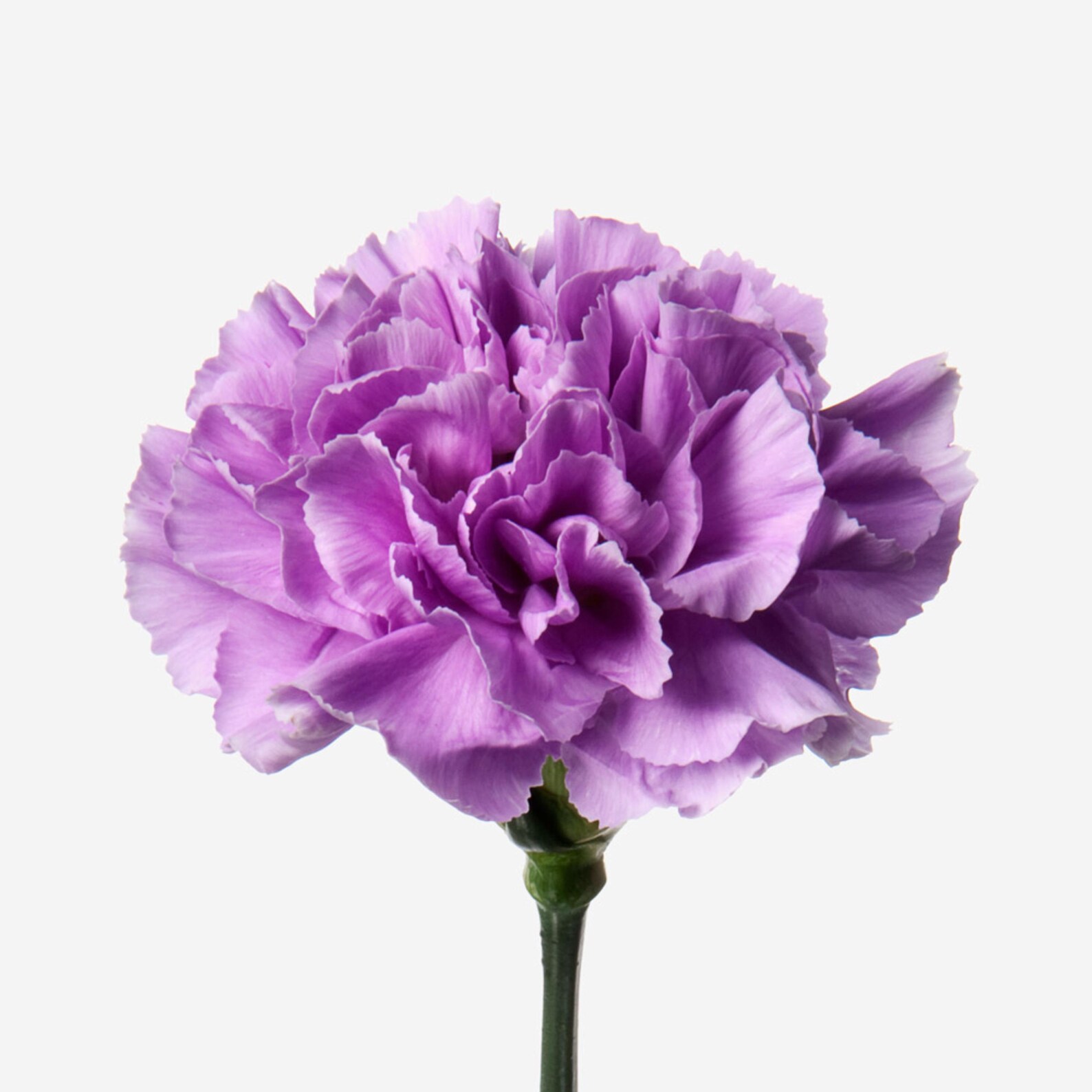 Lavender Carnation Seeds – Heirloom Dianthus, Pollinator Garden - Etsy