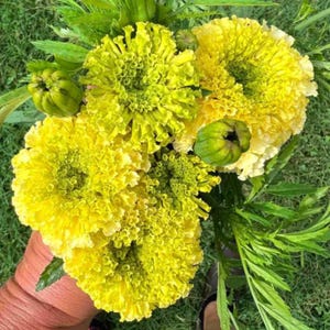 Nosento Lime Green African Marigolds Seeds - Edible -open-pollinating ...
