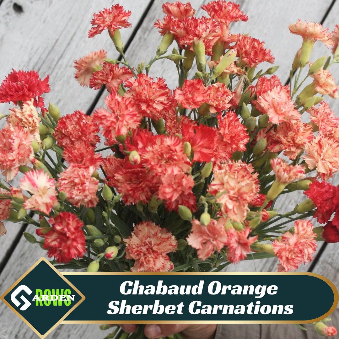 Chabaud Orange Sherbet Carnations Seeds - Dianthus Seeds - Open ...