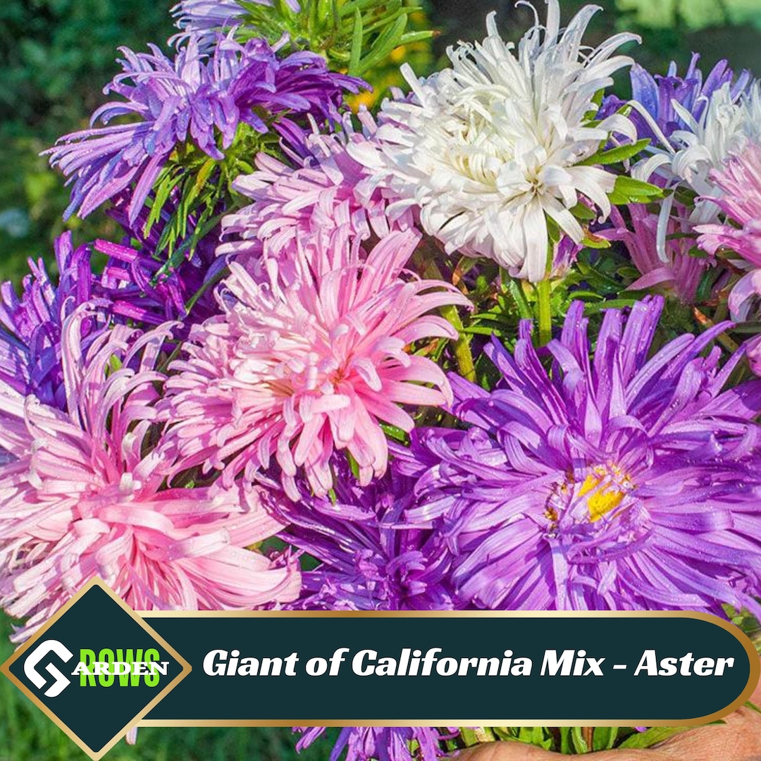 Giant of California Mix - Aster Seeds - Soft Yellow Flowers - Attracts ...