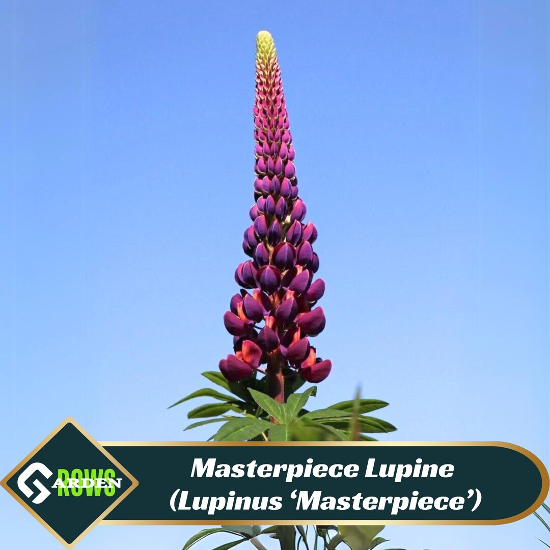 Masterpiece Lupine (lupinus ‘masterpiece’) Seeds - Drought Tolerant ...