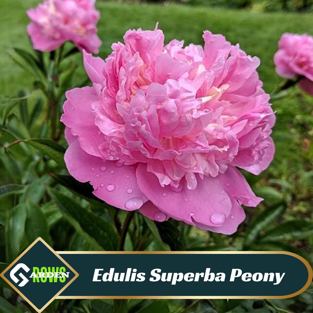 Edulis Superba Peony Seeds - Showy Blooms, Fragrant, Long-lived ...