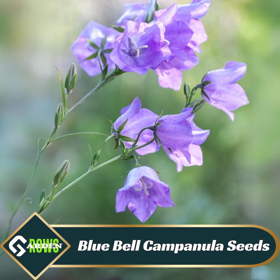 Campanula "blue Bell" Seeds - Compact Growth,long Blooming Season ...