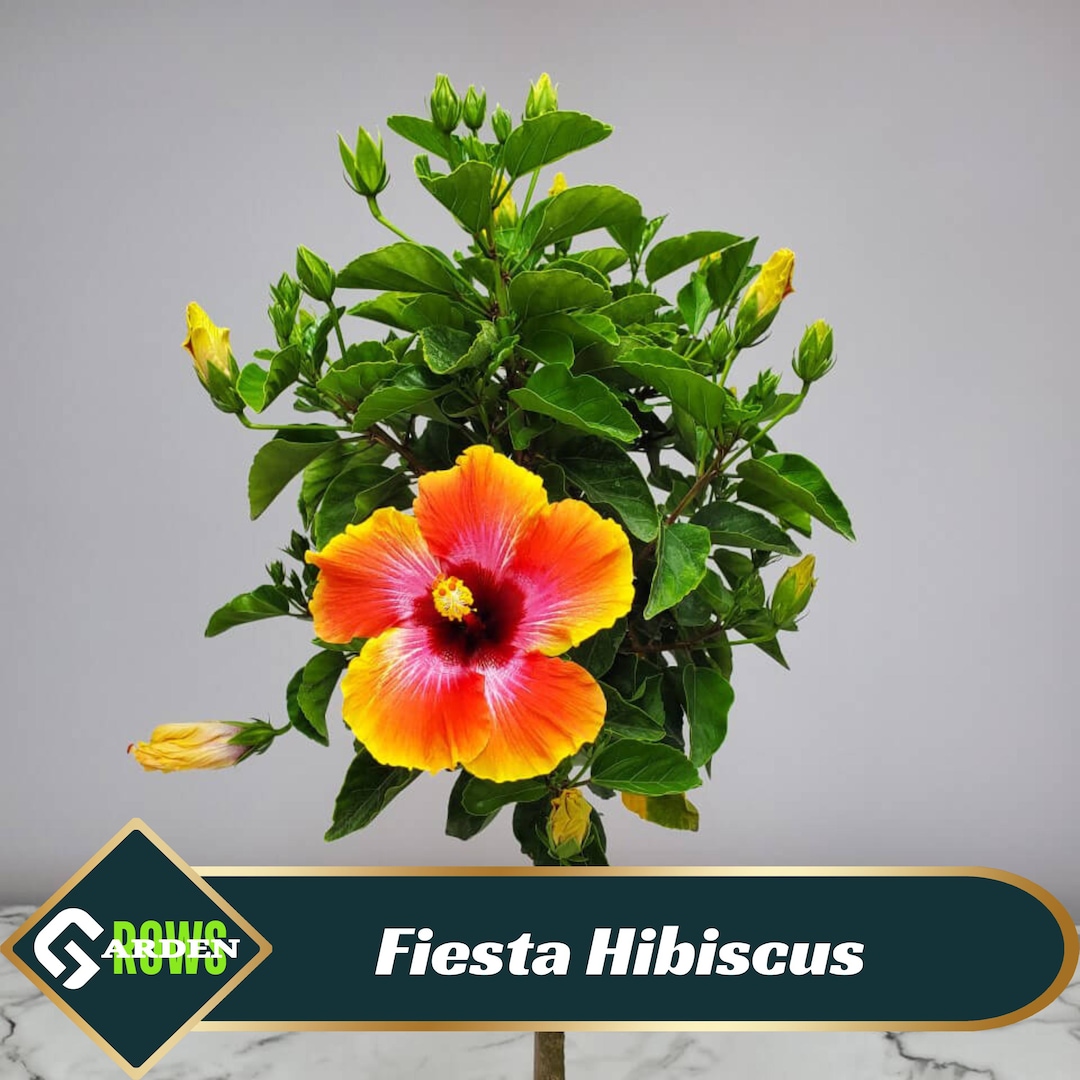 Fiesta Hibiscus Seeds - Cold Resistant, Fast Growing, Attracts Pollinators - Clumping - Plant in ...