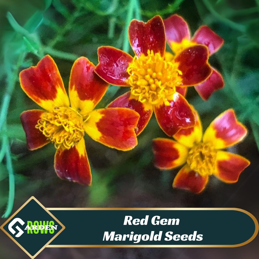 Red Gem Marigold Seeds - Edible -open-pollinating -potted -draft ...