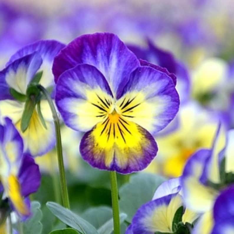 Penny Primrose Picotee Viola Seeds - Cold Resistant - Self-pollinating ...