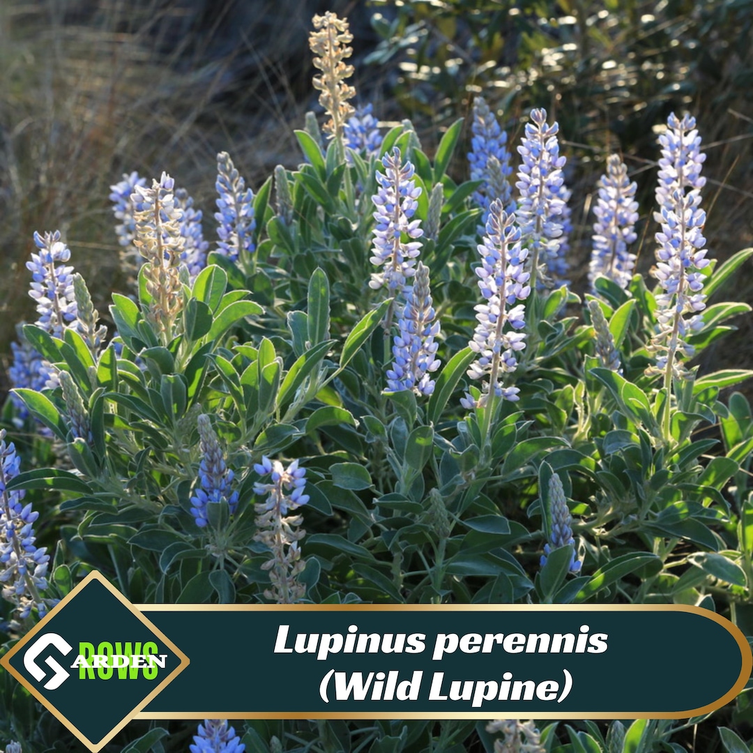 Lupinus Perennis (wild Lupine) Seeds - Fast Growing - Drought Tolerant ...