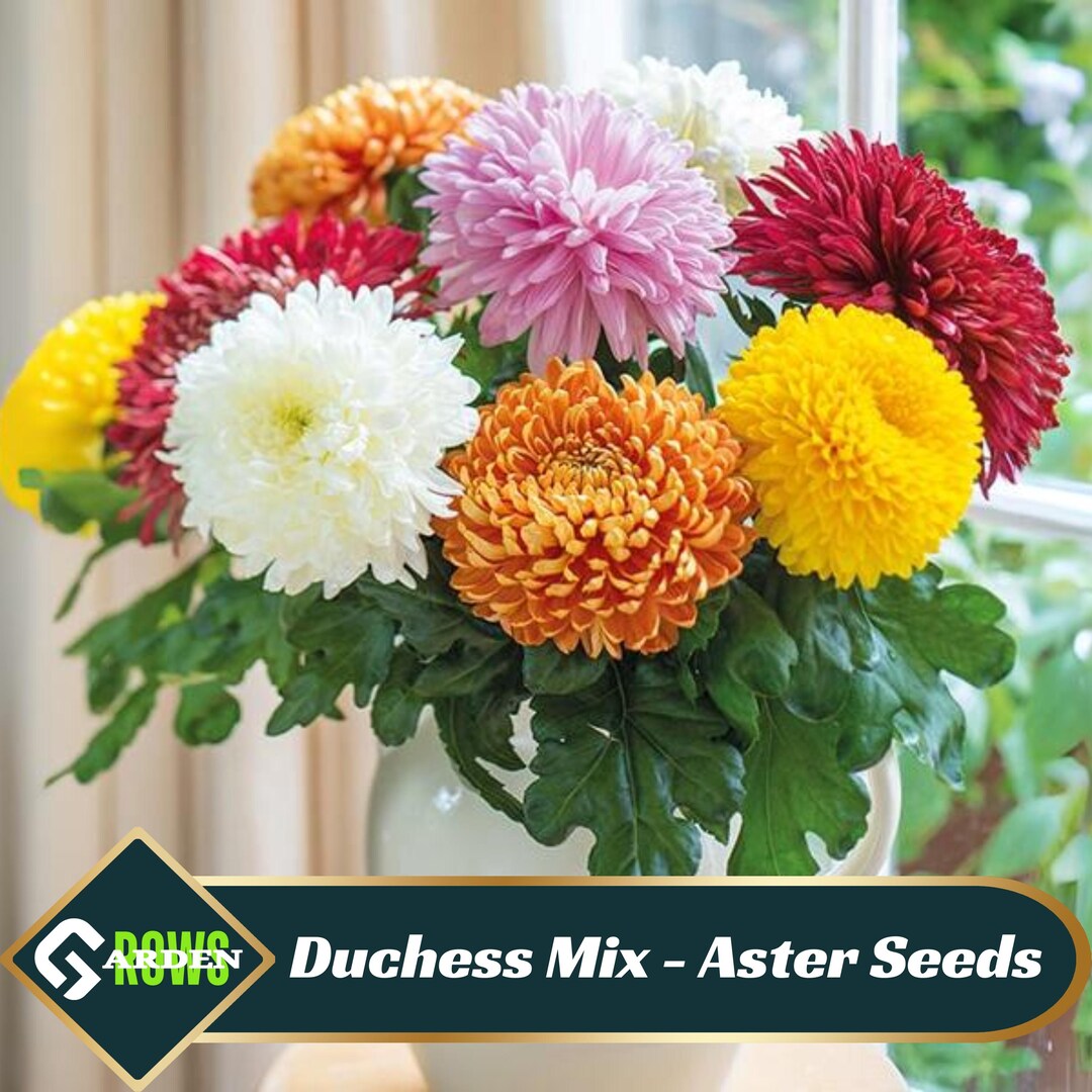 Duchess Mix - Aster Seeds - Soft Yellow Flowers - Attracts Pollinators ...