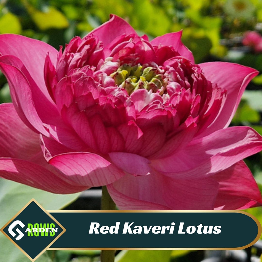 5 Rare Seeds| Red Kaveri Lotus Seeds - Indian Lotus (nelumbo Nucifera ...