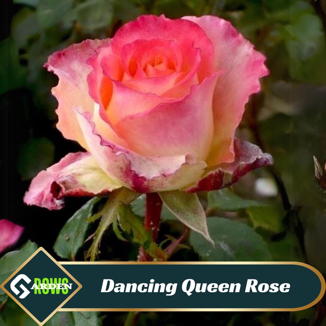 Dancing Queen Rose - Perennial - Cross-pollinating - Cold Resistant ...