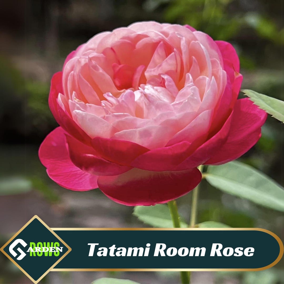 Tatami Room Rose - Perennial - Cross-pollinating - Cold Resistant ...