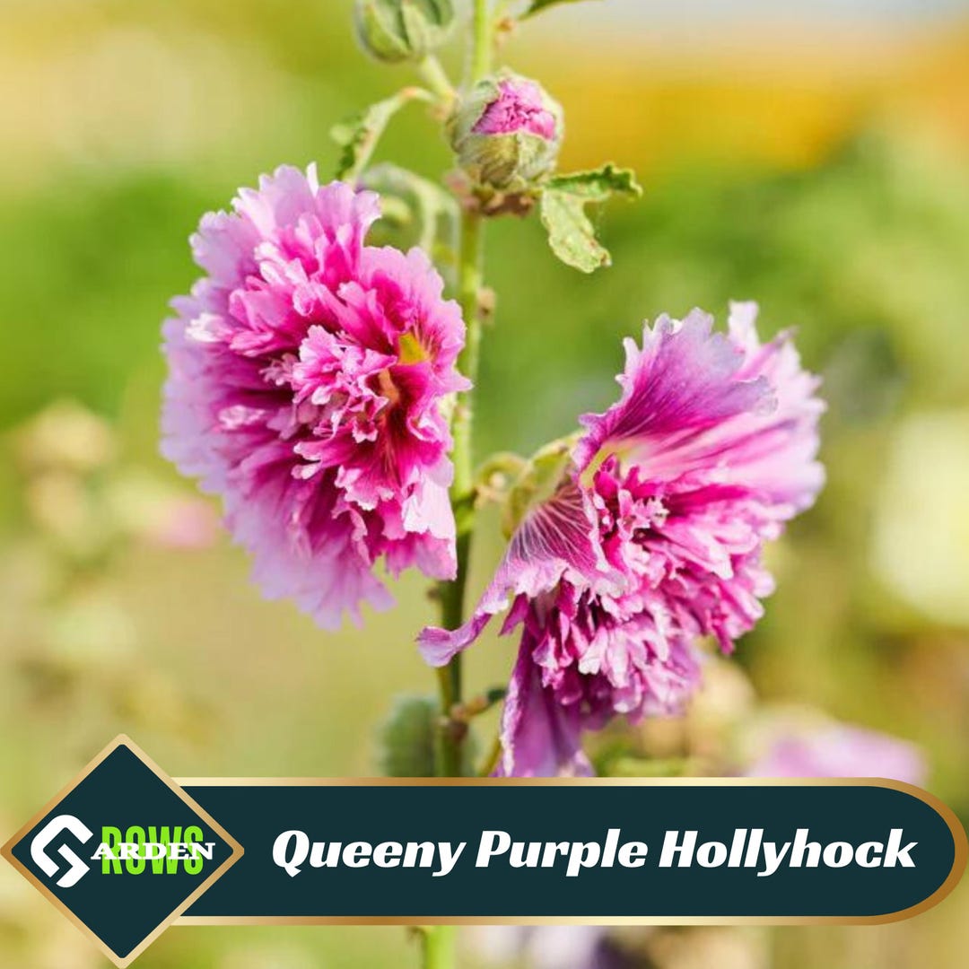 Queeny Purple Hollyhock Seeds - Showy Blooms -tall Flower Spikes ...