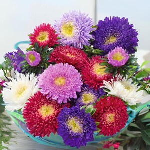 Powderpuff Mix - Aster Seeds - Showy Blooms - Soft Yellow Flowers ...