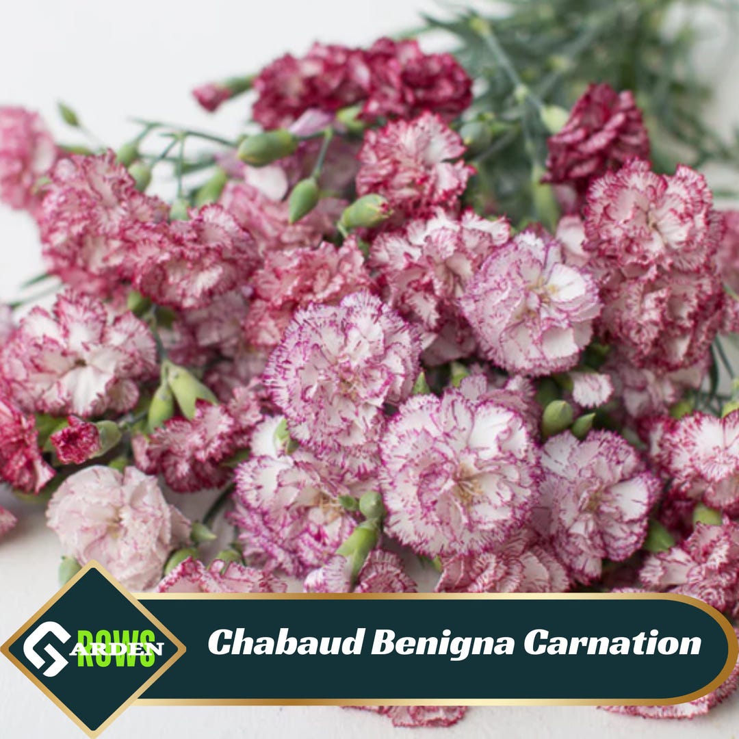 Chabaud Benigna Carnations - Dianthus Seeds - Open-pollinated - Organic ...