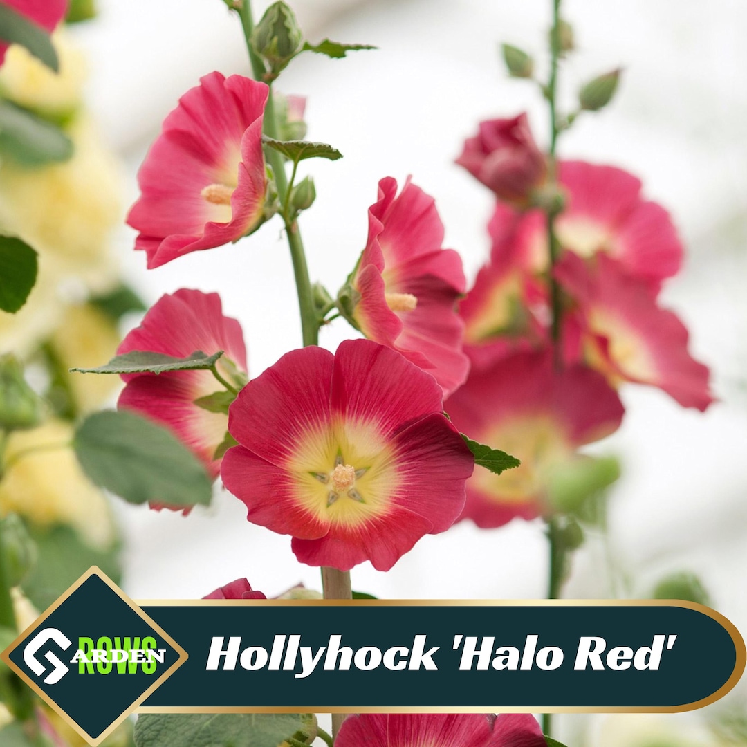 Hollyhock 'halo Red' Seeds - Showy Blooms - Tall Flower Spikes ...