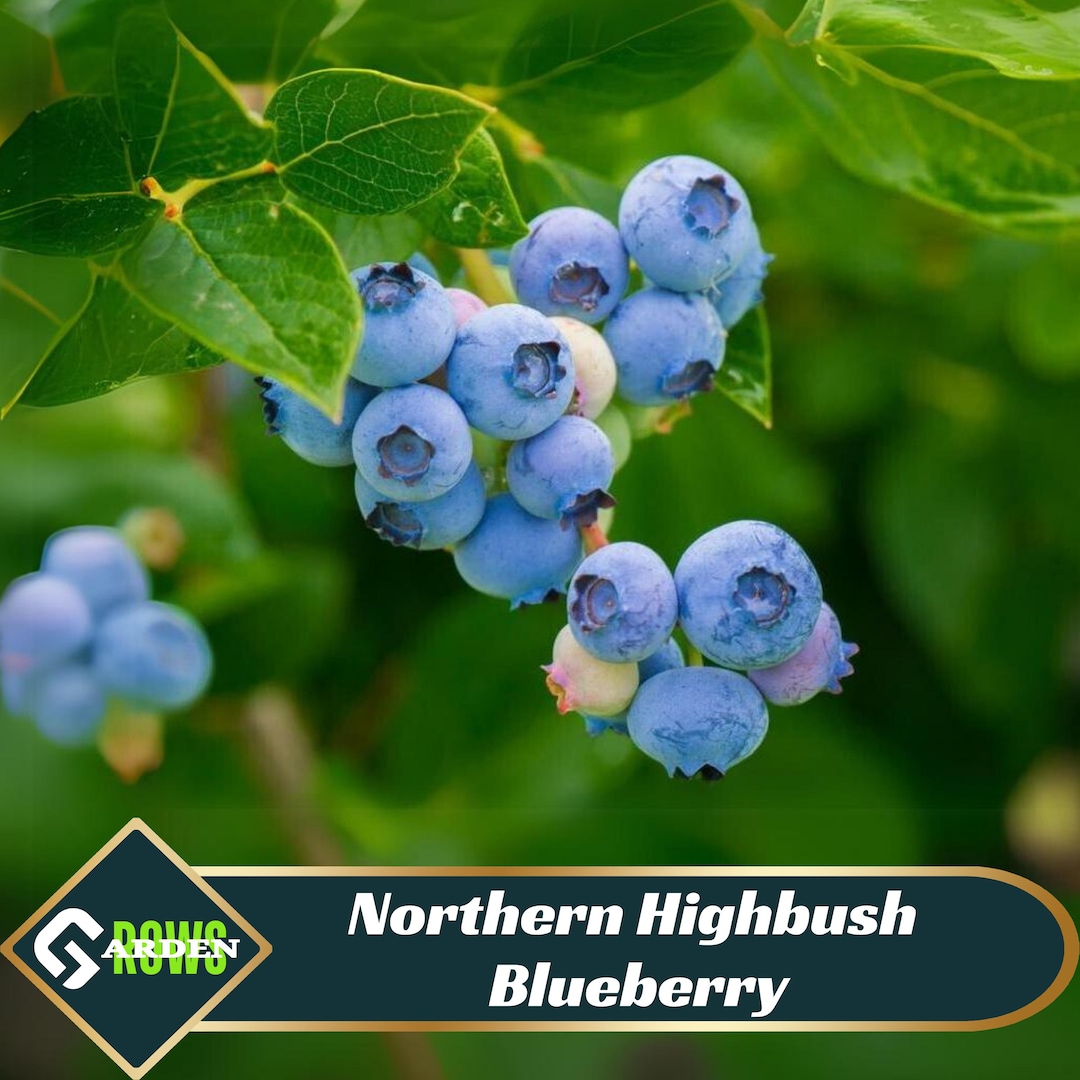 Northern Highbush Blueberry Seeds - Cold Resistant - High Yield ...