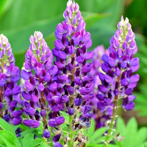 Lupinus Latifolius (broadleaf Lupine) Seeds - Fast Growing,drought ...