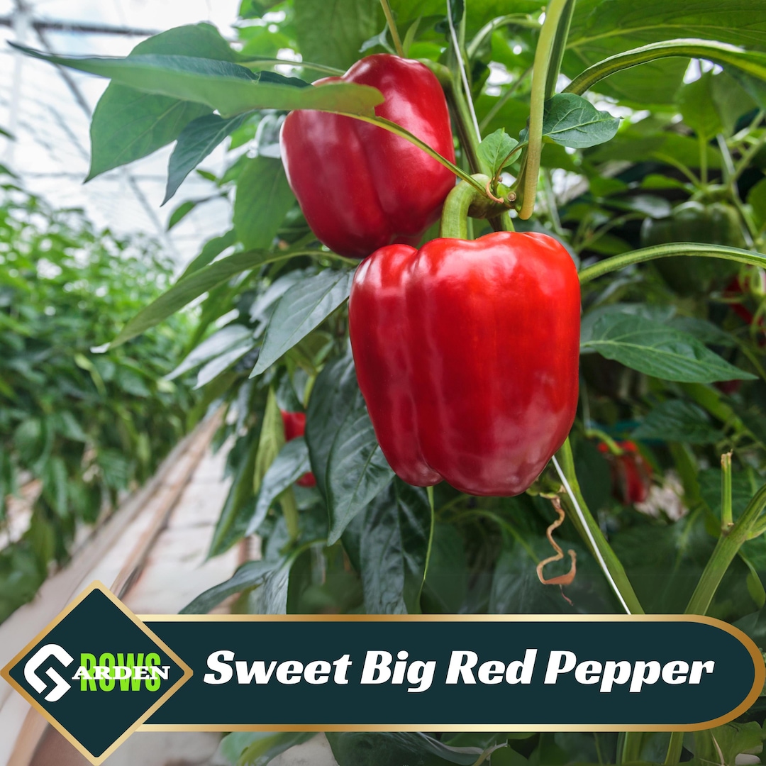 Sweet Big Red Pepper Seeds - Annual - High Yield - Sweet Flavor - Large ...