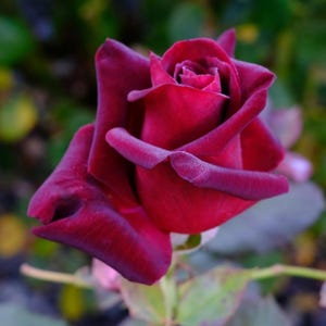 Black Baccara Rose Seeds – Rare Exotic Perennial Flower - Etsy