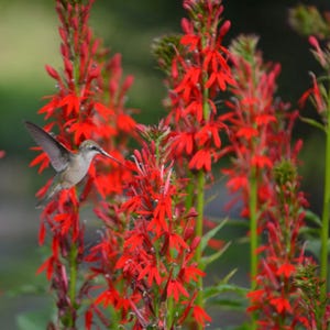 Lobelia Cardinalis - Cardinal Seeds - Fast Growing - Open-pollinating ...