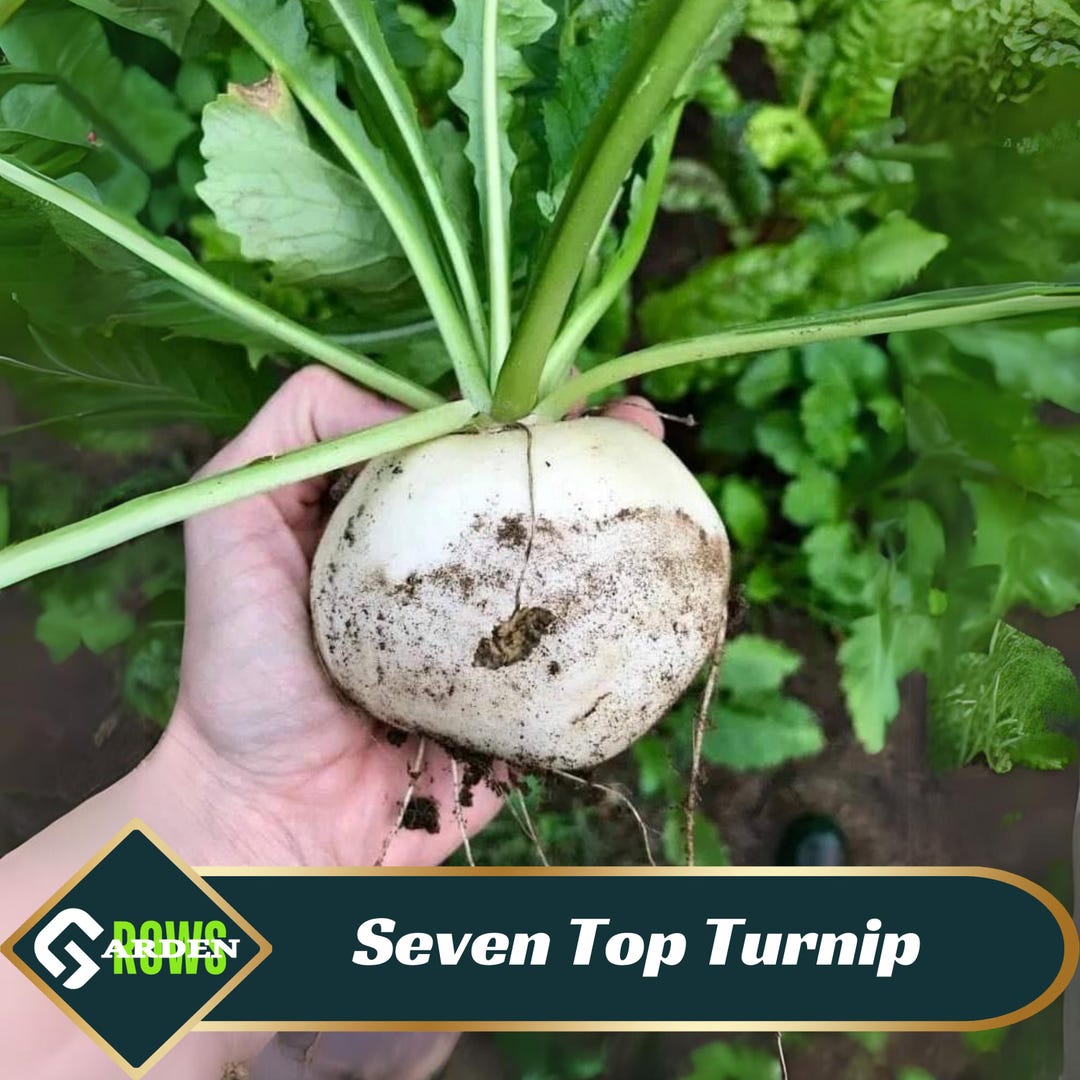 Seven Top Turnip Seeds- Biennial - Edible - Fast Growing - Cold ...