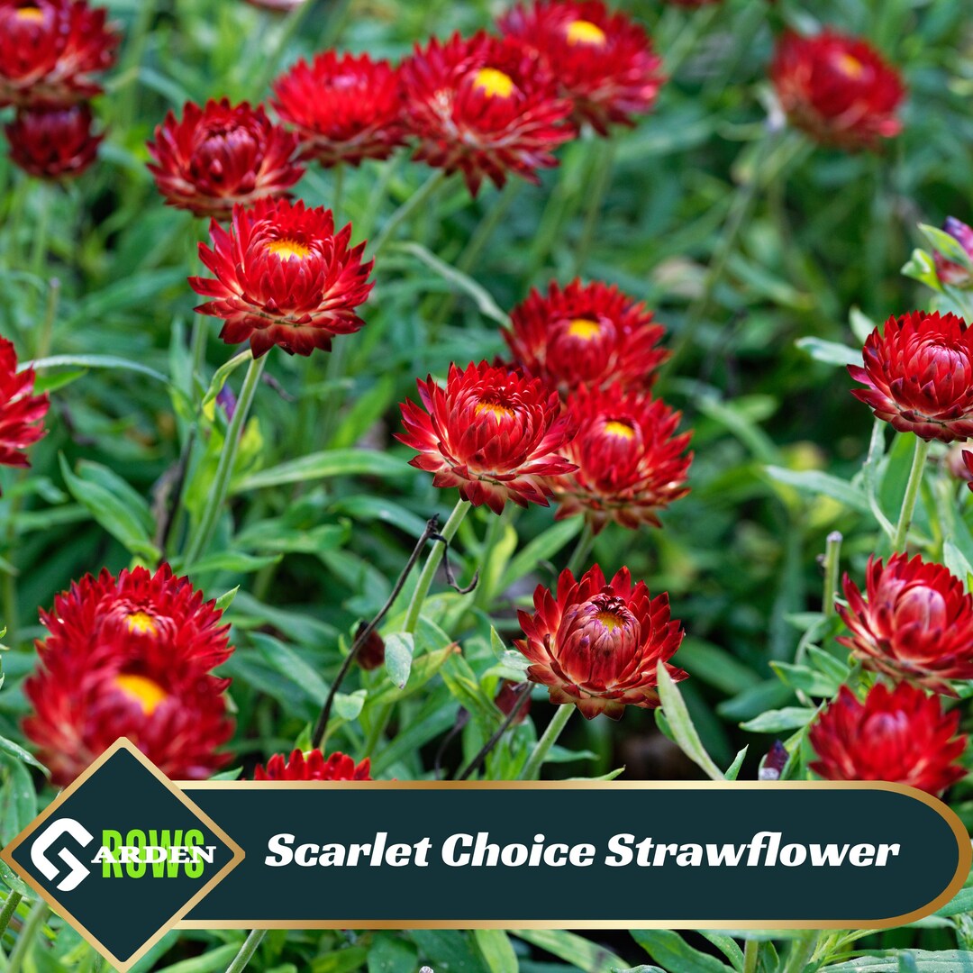 Scarlet Choice Strawflower Seeds - Drought Resistant - Open-pollinating ...