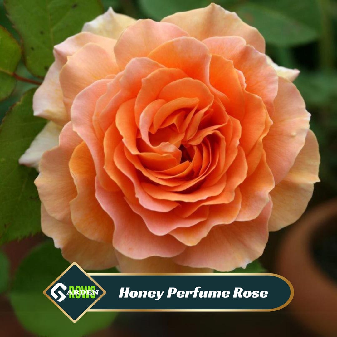 Honey Perfume Rose Seeds- Perennial - Cross-pollinating - Cold ...