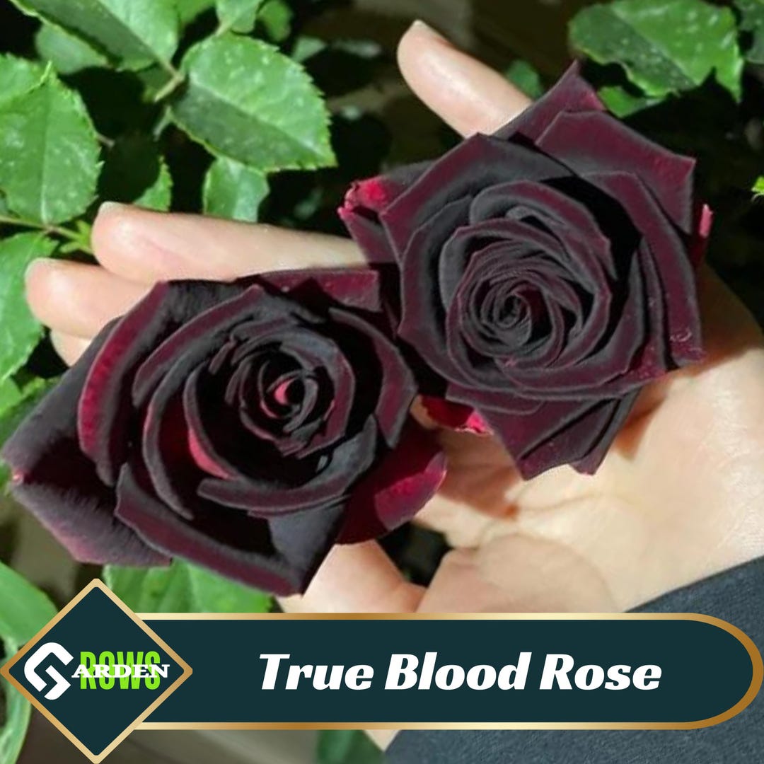 True Blood Rose - Perennial - Cross-pollinating - Cold Resistant ...