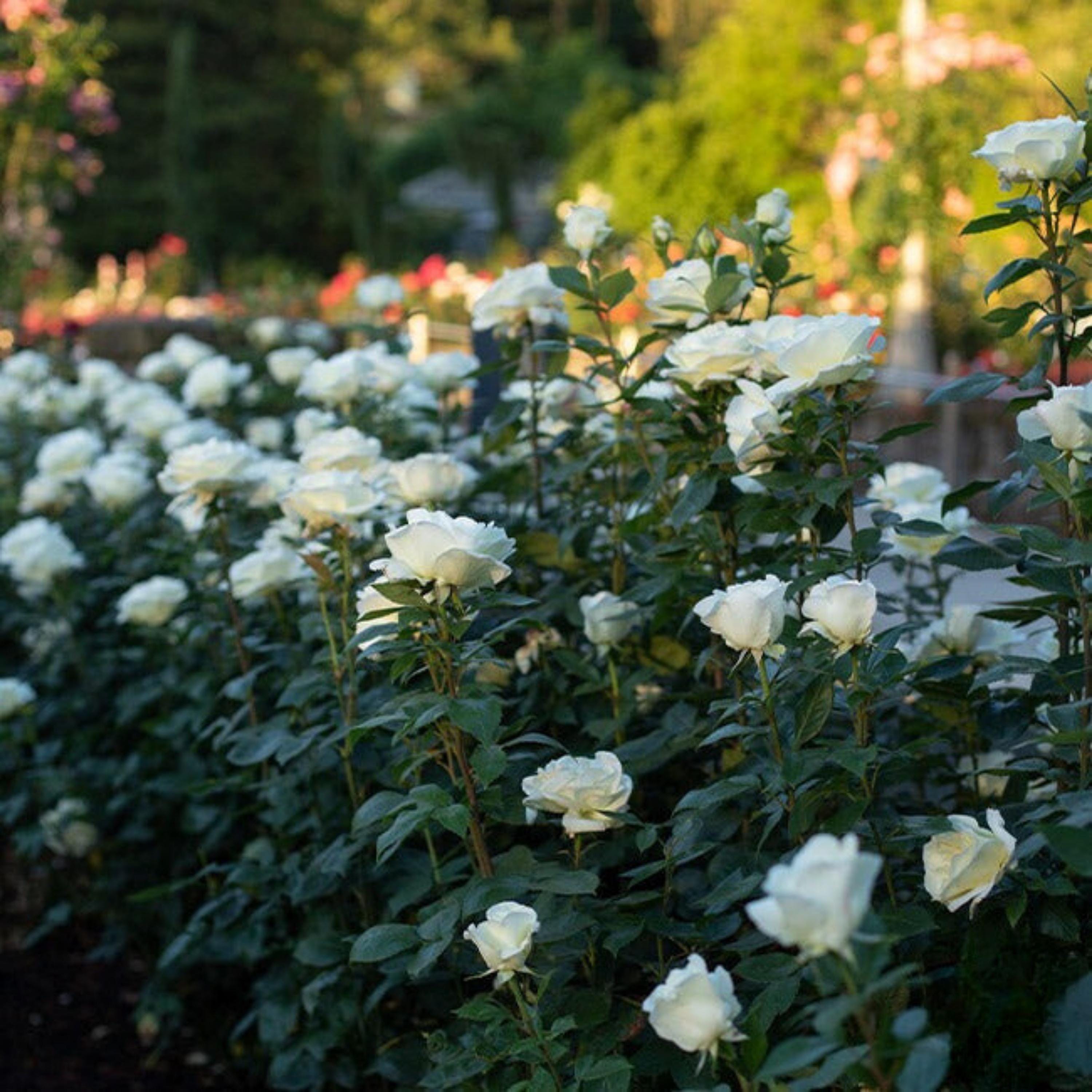 White Sugar Moon Hybrid Rose Seeds - Perennial, Non-gmo - Etsy