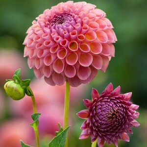Jowey Winnie Dahlia Seeds - Perennial - Fast Growing - Open-pollinating ...