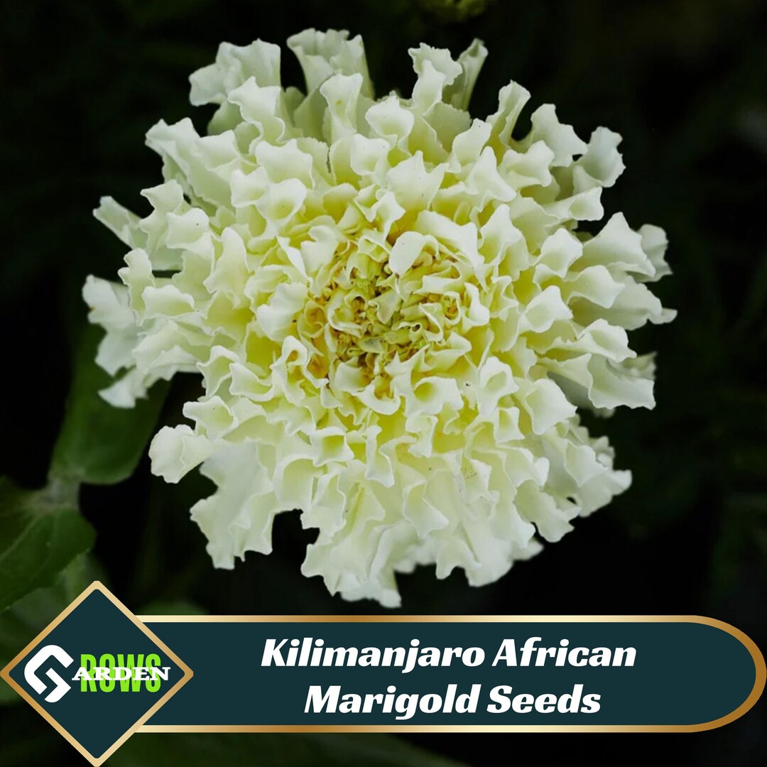 Kilimanjaro African Marigold Seeds - Edible -open-pollinating -potted ...