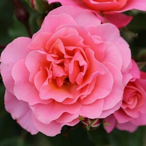 Carefree Wonder Rose Seeds – Perennial Shrub, Cold Hardy - Etsy