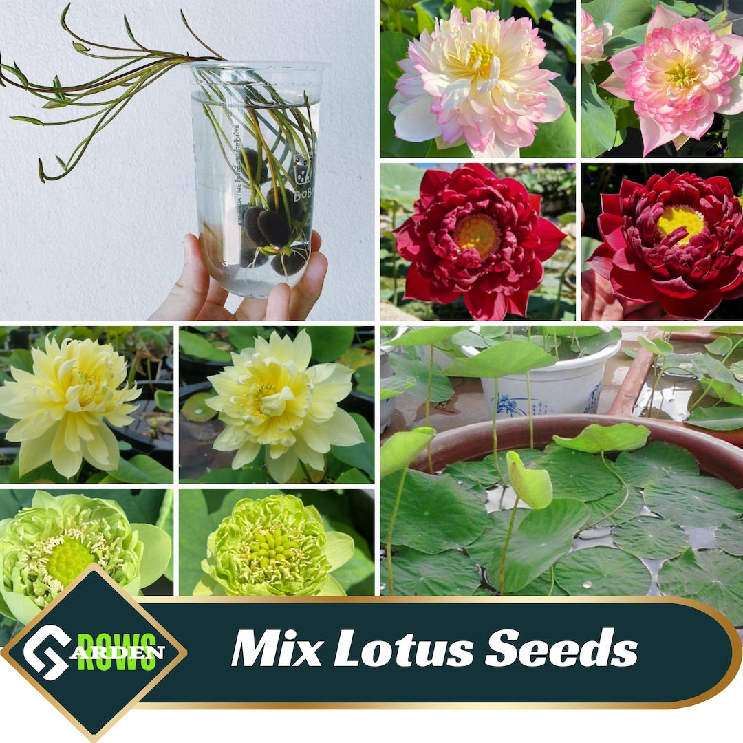 5+ Rare Seeds| Mix Lotus Seeds - Indian Lotus (nelumbo Nucifera) Seeds ...