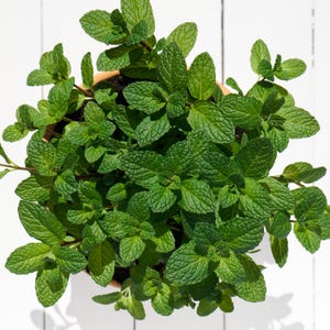 Spearmint (mentha Spicata) Seeds - Perennial - Edible, Fragrant, Fast ...