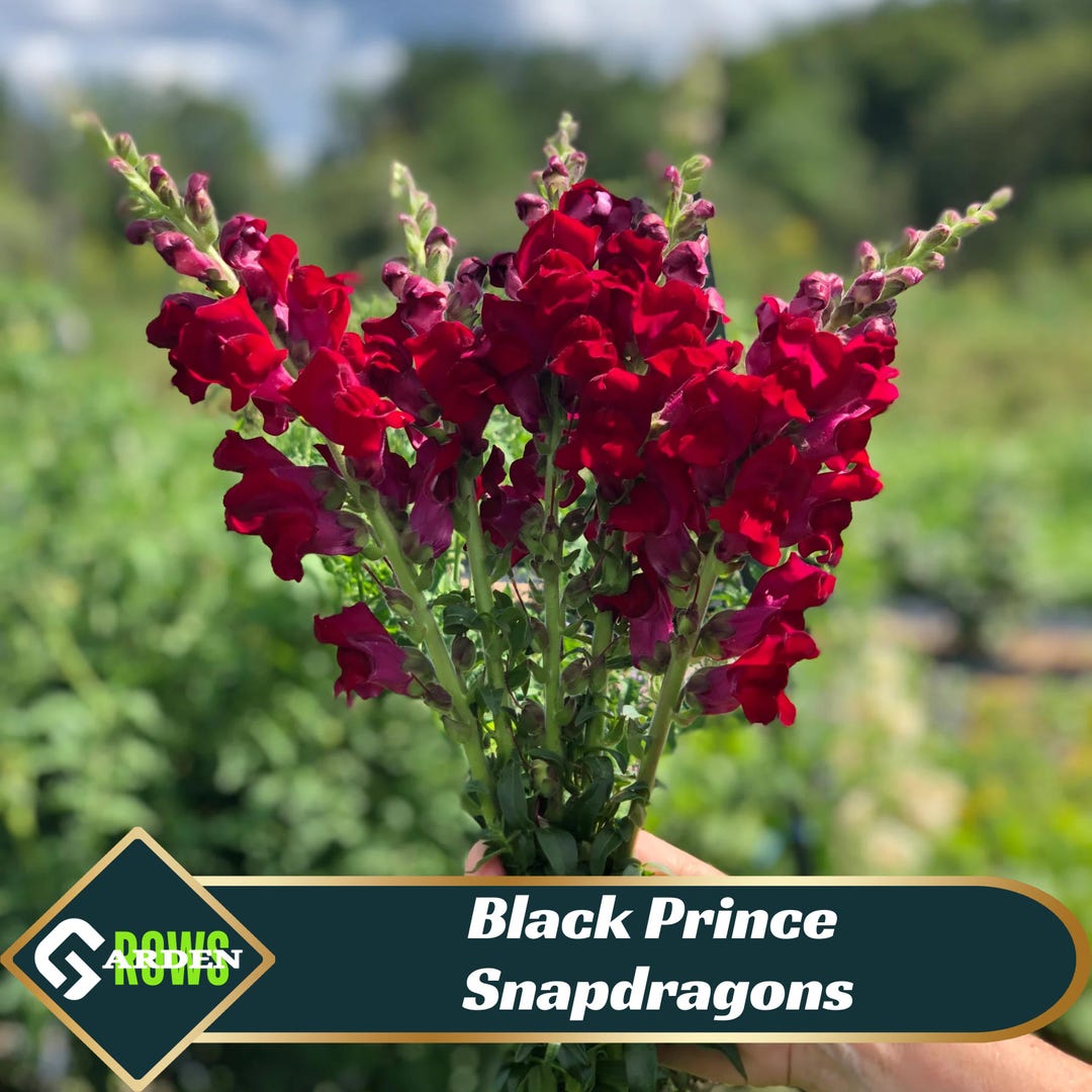 Black Prince Snapdragons Seeds - Cold Resistant - Potted - Attracts ...