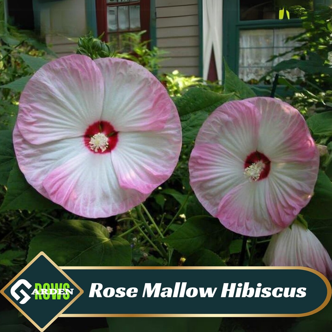 Rose Mallow Hibiscus Seeds- Perennial - Cold Resistant, Fast Growing ...