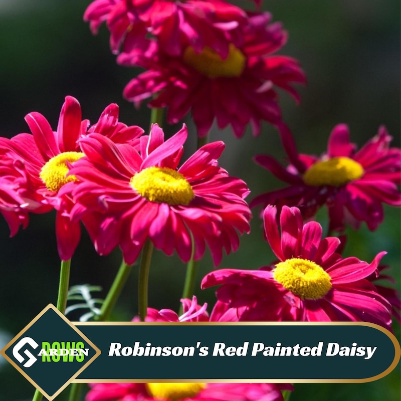 Robinsons Painted Daisy Seeds - Etsy