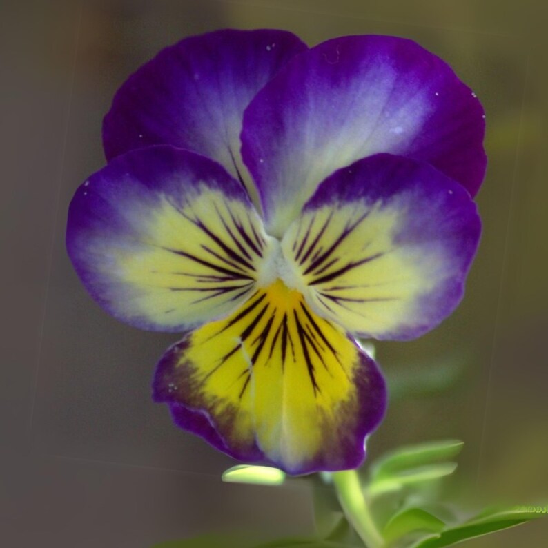 Penny Primrose Picotee Viola Seeds - Cold Resistant - Self-pollinating ...