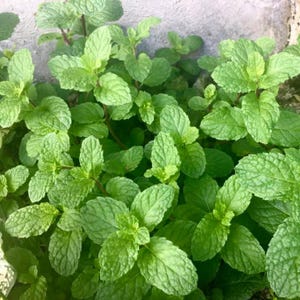 Spearmint (mentha Spicata) Seeds - Perennial - Edible, Fragrant, Fast ...
